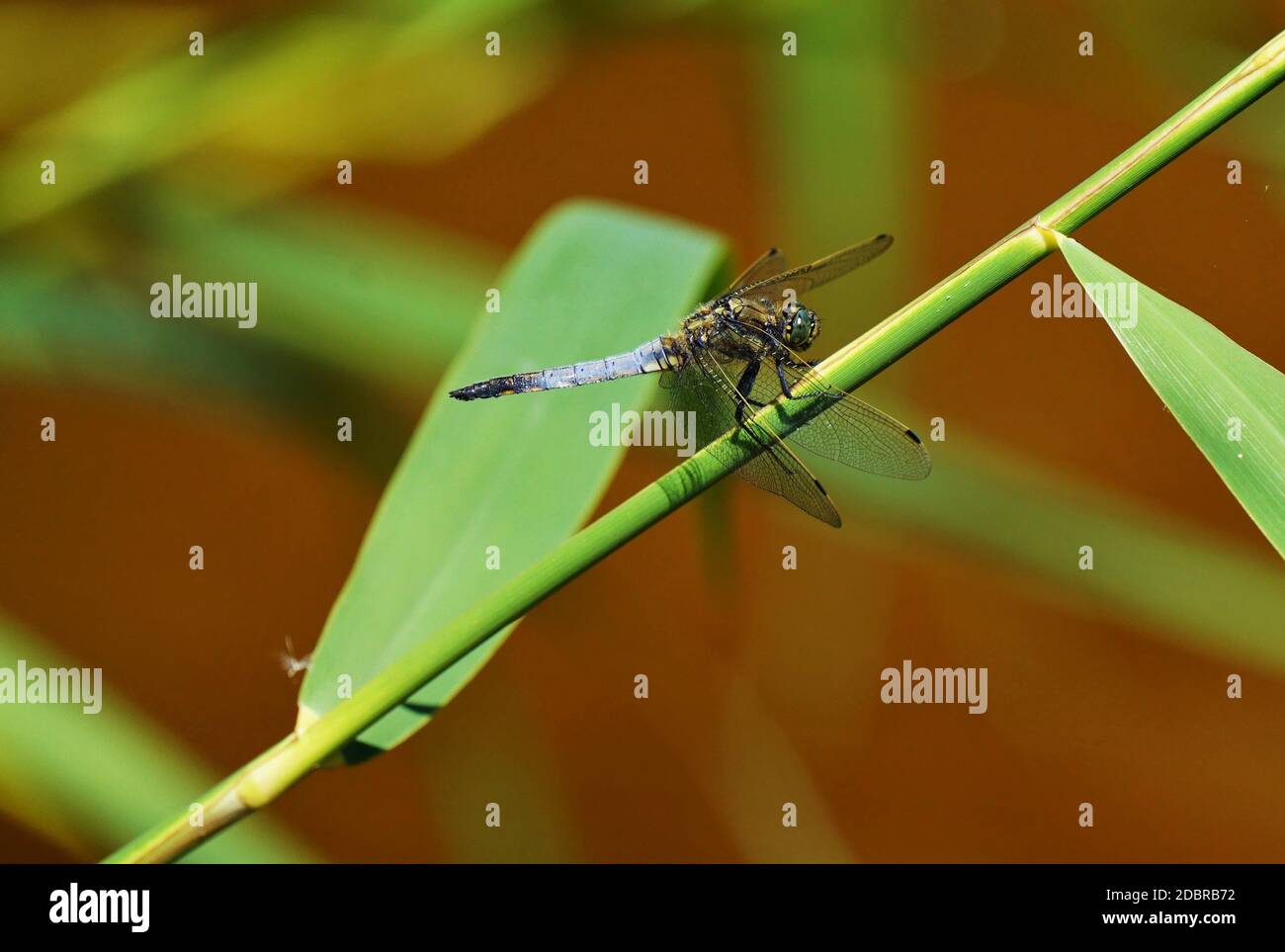 Broad-bodied chaser under a blue sky in summer Stock Photo - Alamy