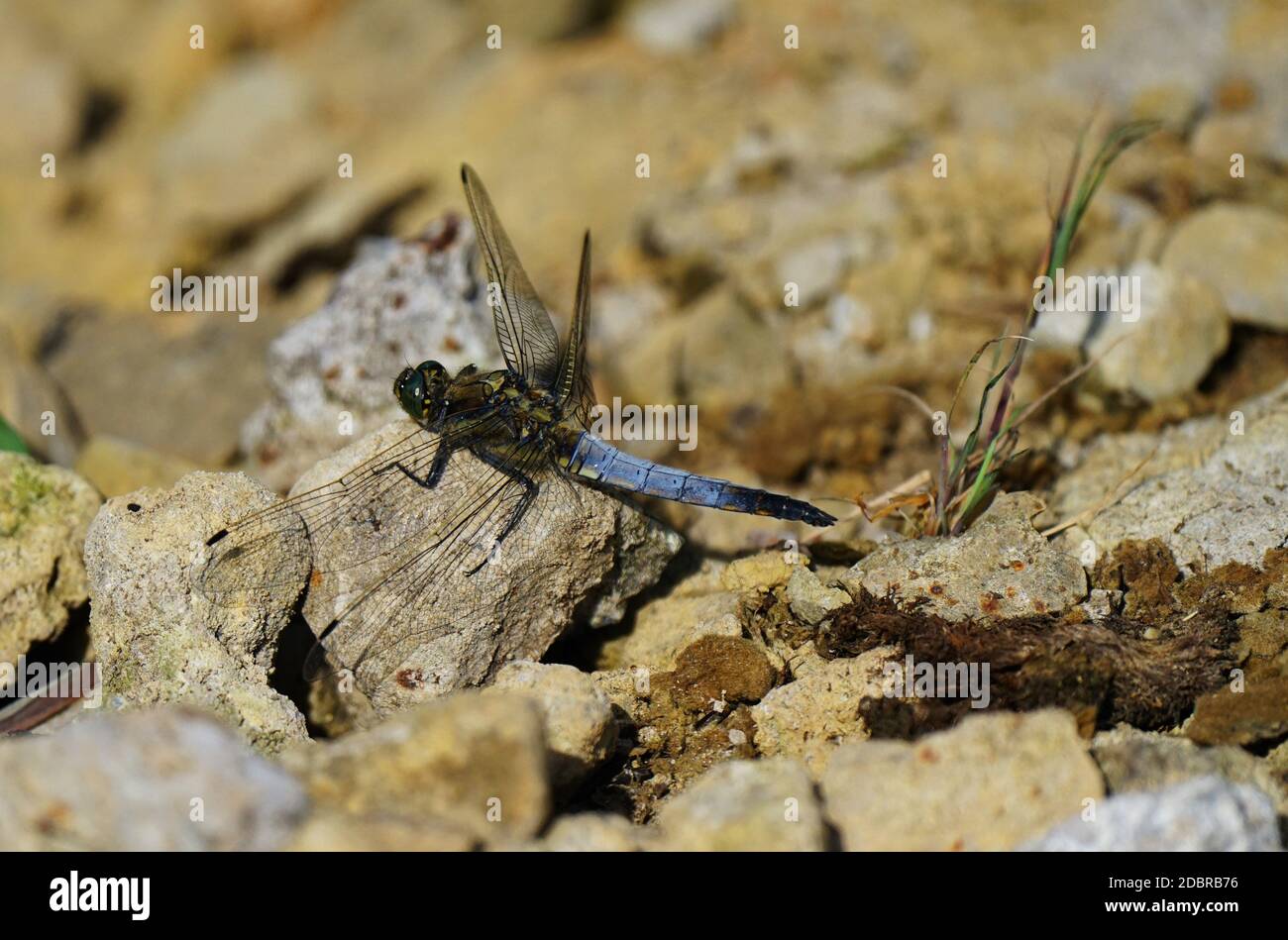 Blue chaser dragonfly hi-res stock photography and images - Alamy