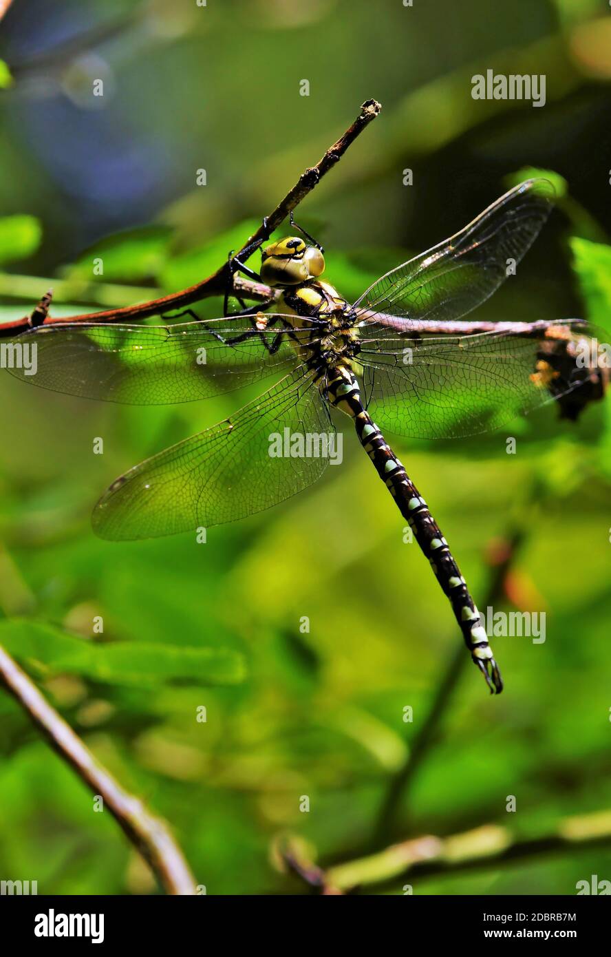 Large king dragonfly in a climbing rose Stock Photo - Alamy