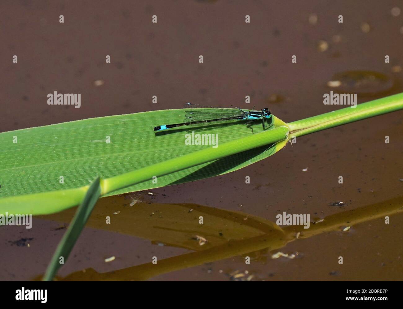 Damselfly larvae hi-res stock photography and images - Alamy