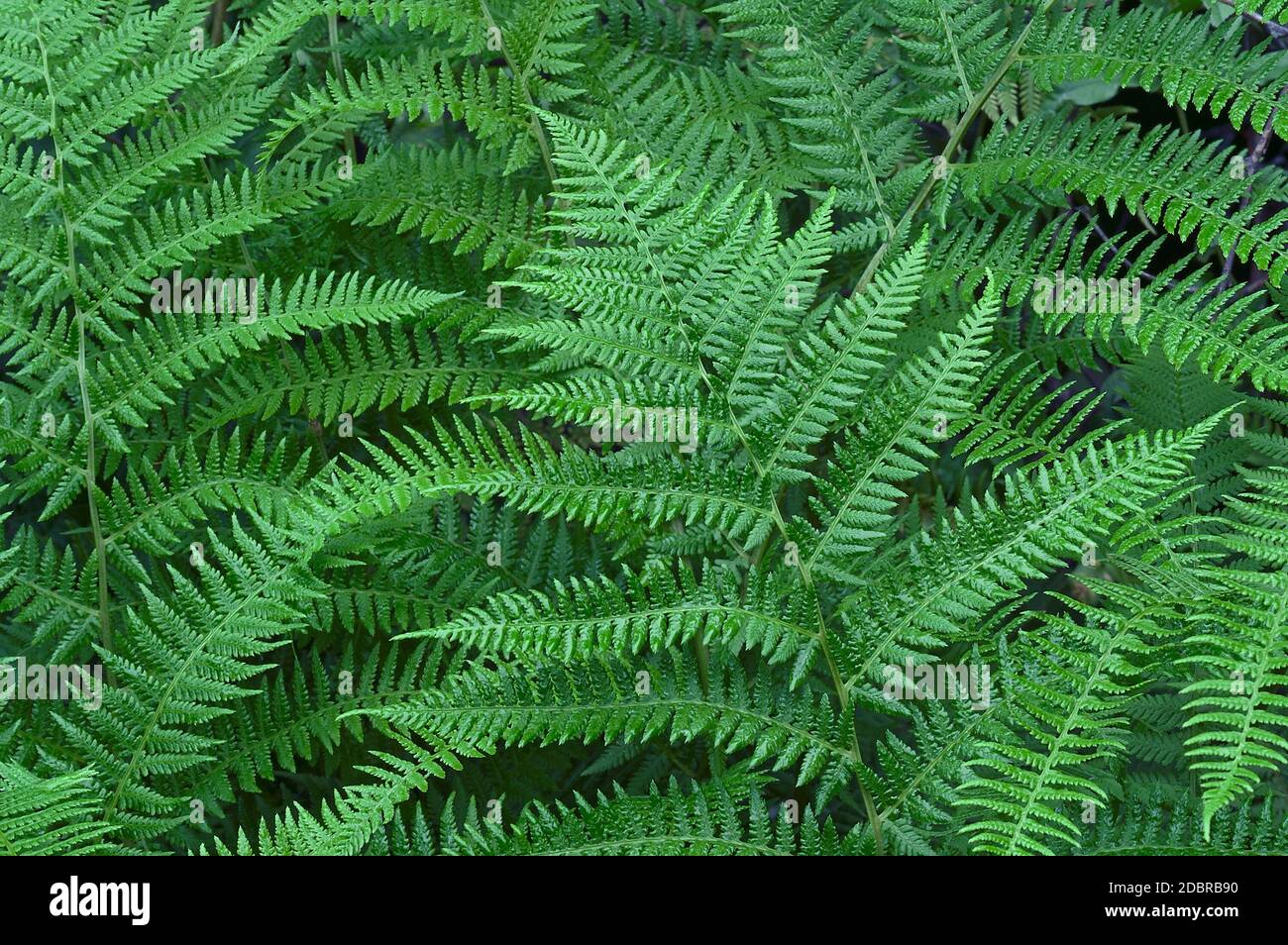 Woodsyacaceae hi-res stock photography and images - Alamy