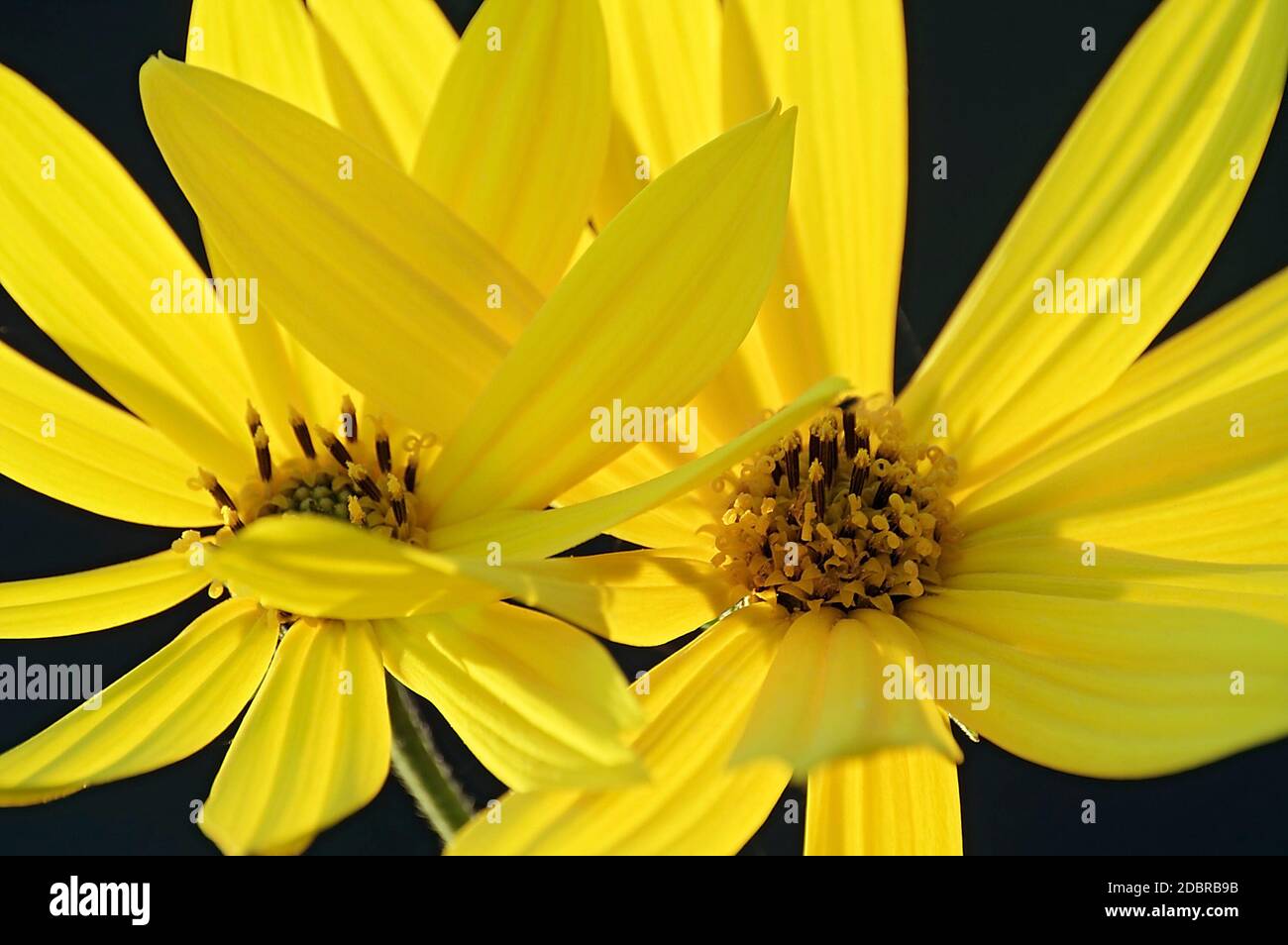 Jerusalem artichoke (Helianthus tuberosus). Known also as Sunroot ...