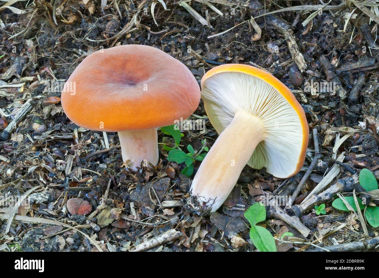 Weeping milk cap (Lactifluus volemus). Called Orange-brown milky, Tawny ...