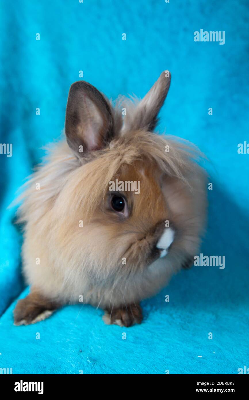 Photo shoot with a young dwarf rabbit Stock Photo - Alamy