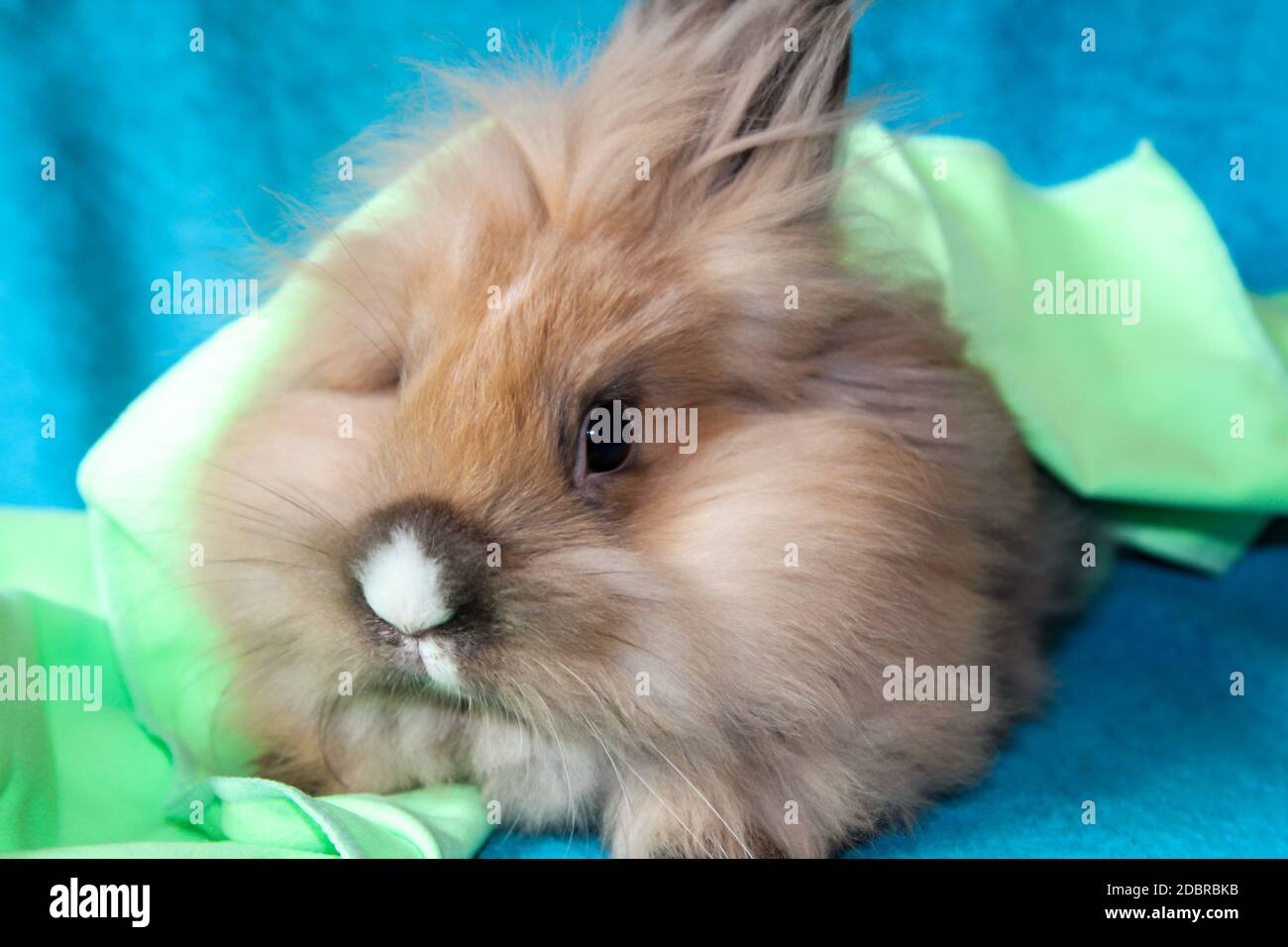 Photo shoot with a young dwarf rabbit Stock Photo - Alamy