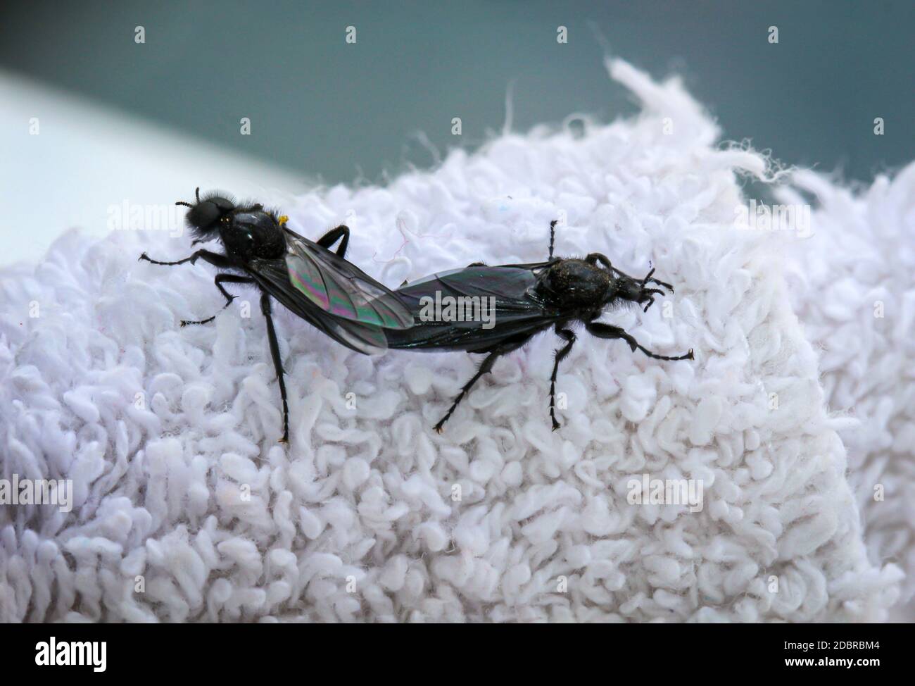 Cloth insects hi-res stock photography and images - Alamy