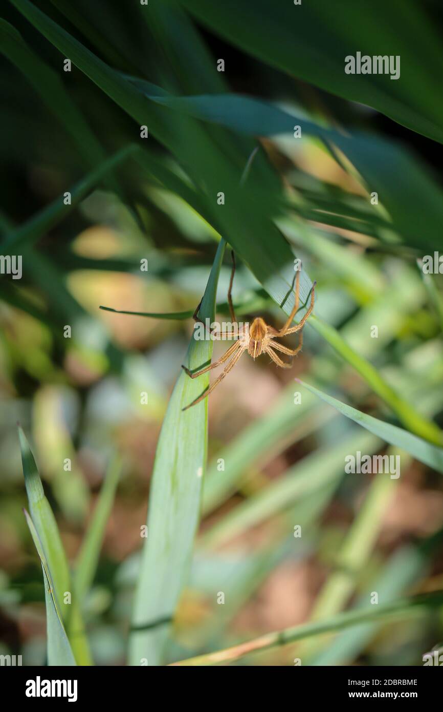 A close-up of a spider hiding in the deep grass Stock Photo - Alamy