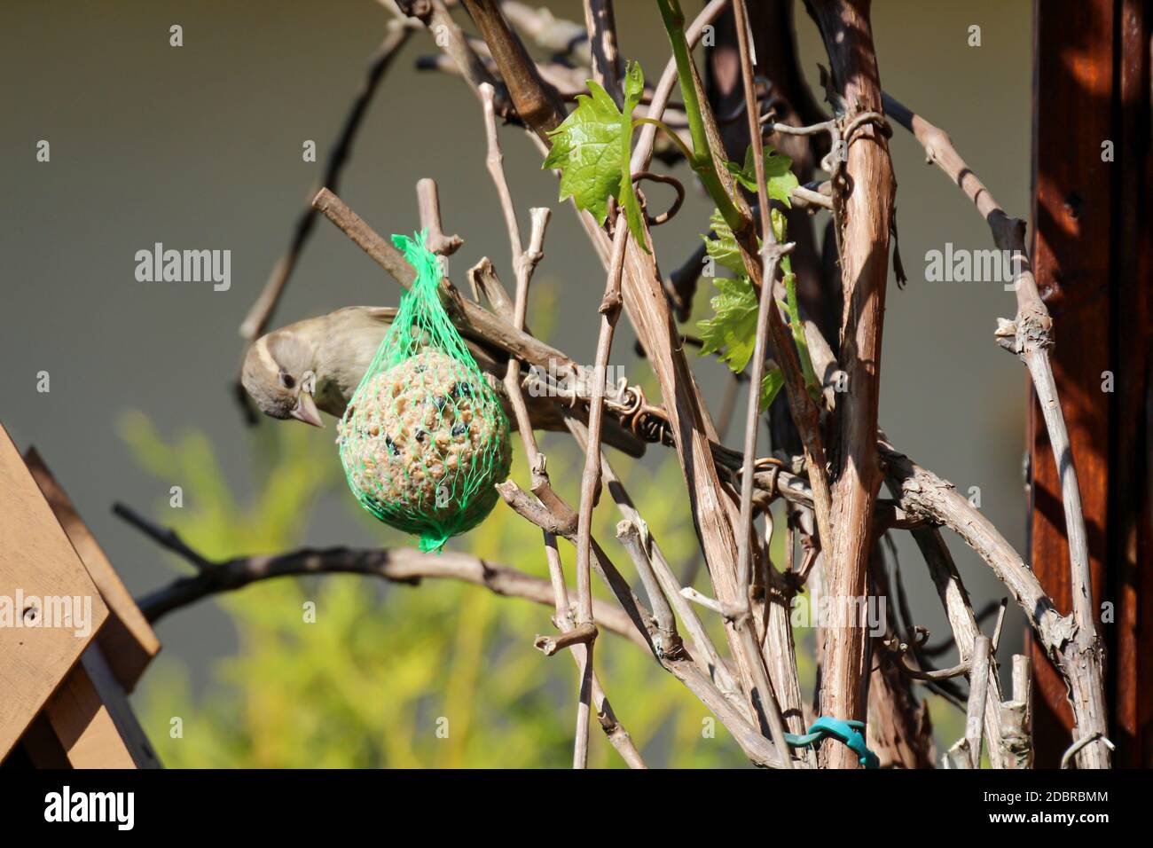 A house sparrow uses a titball dumpling Stock Photo - Alamy