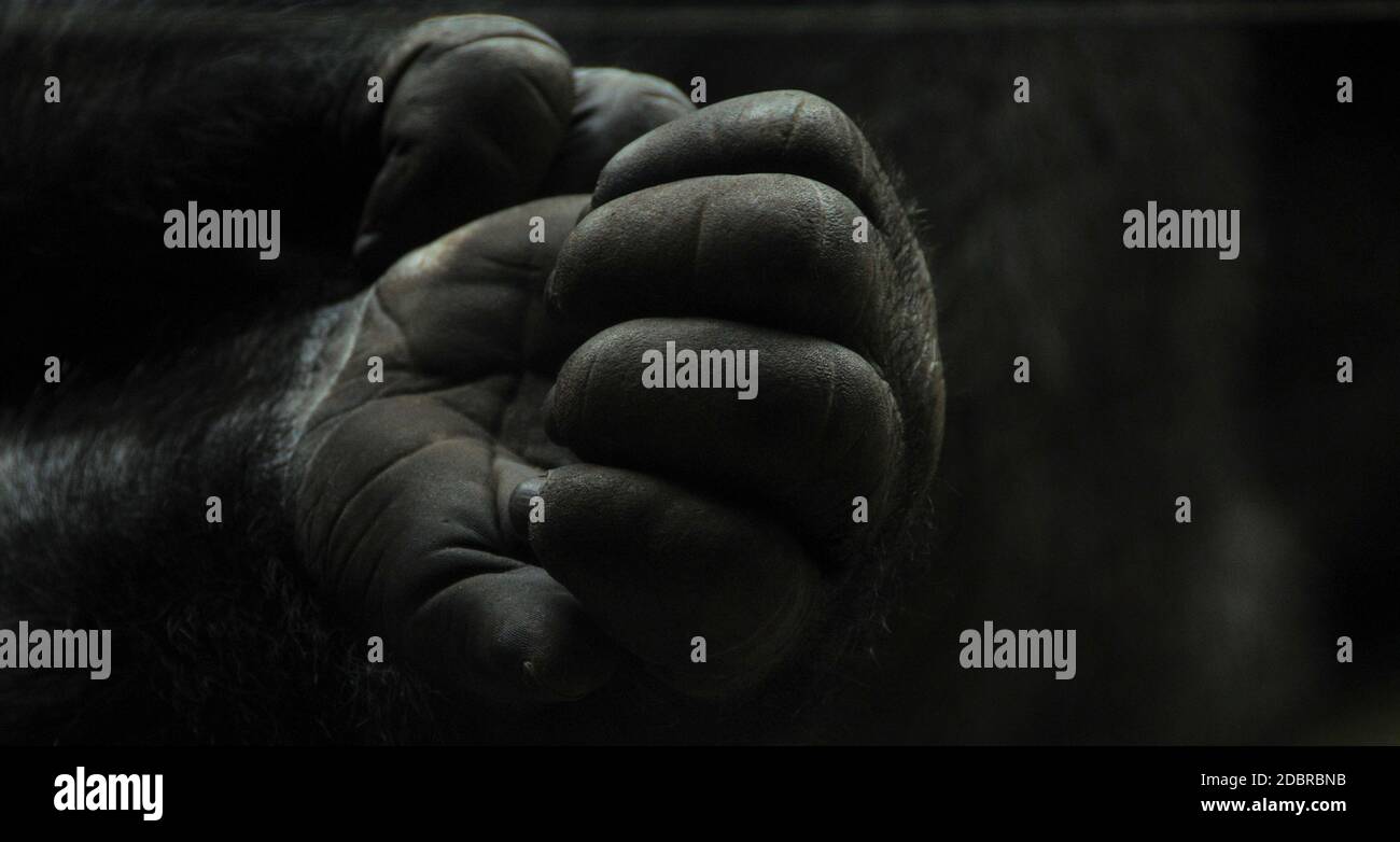 Gorilla hand hi-res stock photography and images - Alamy