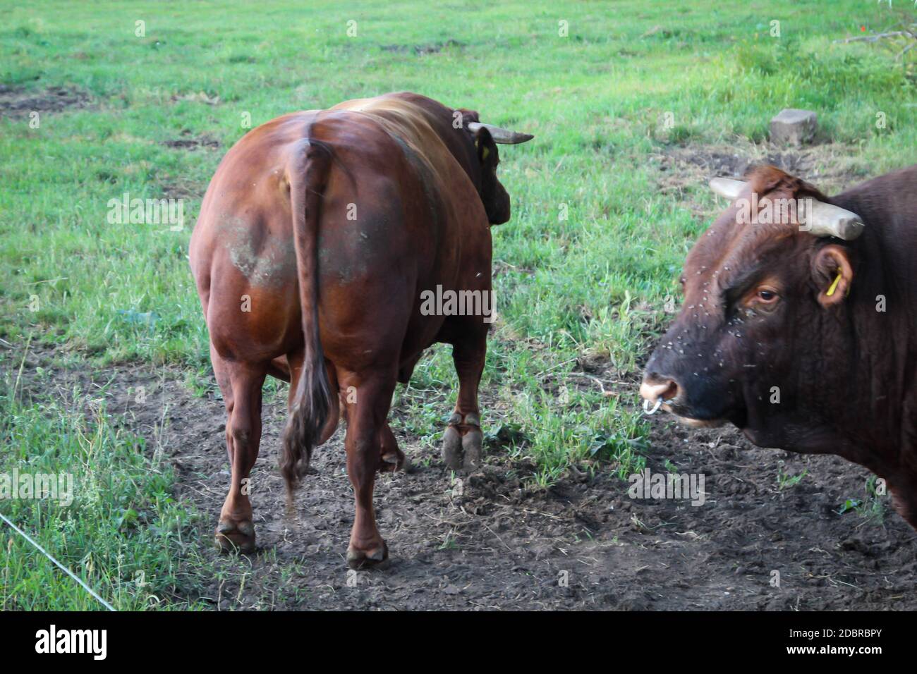 A portrait of a huge young breeding bull on a pasture Stock Photo - Alamy