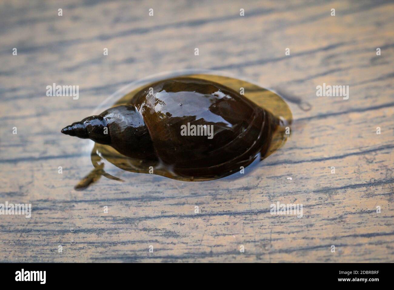 Pond snail aquarium hi-res stock photography and images - Alamy