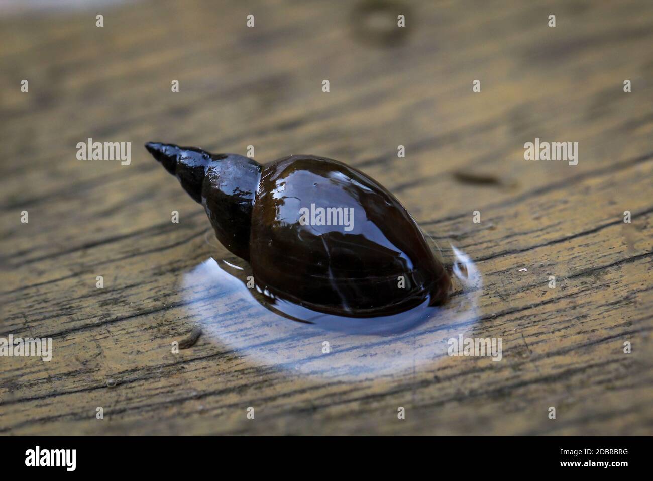 A close-up of a Lymnaea stagnalis sludge snail, a pond snail Stock ...