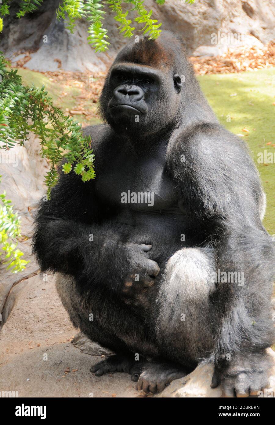 King kong gorilla king kong hi-res stock photography and images - Alamy