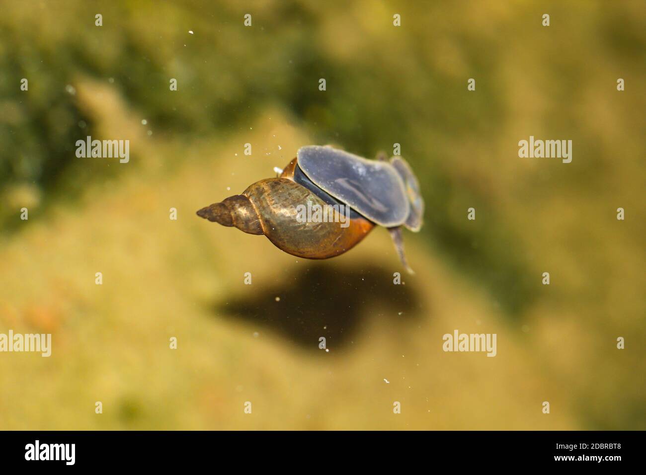 A close-up of a Lymnaea stagnalis sludge snail, a pond snail Stock ...