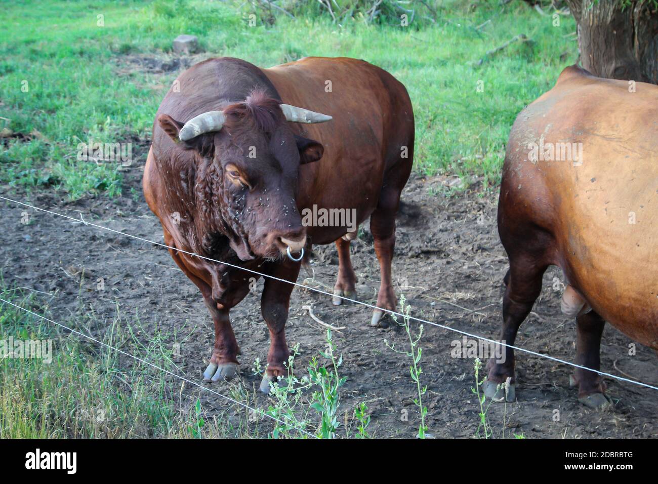 A portrait of a huge young breeding bull on a pasture Stock Photo - Alamy
