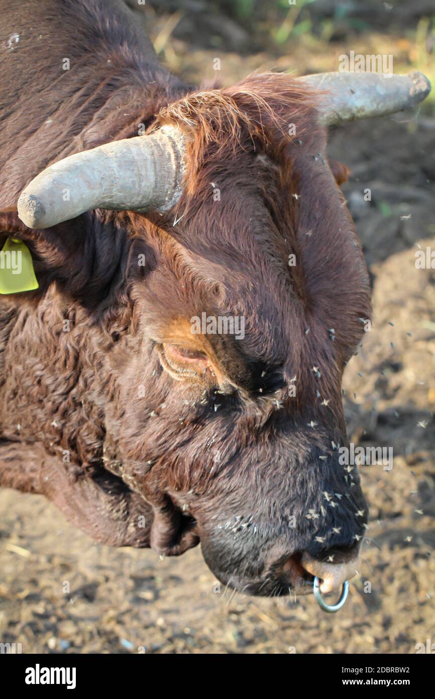 A portrait of a huge young breeding bull on a pasture Stock Photo - Alamy