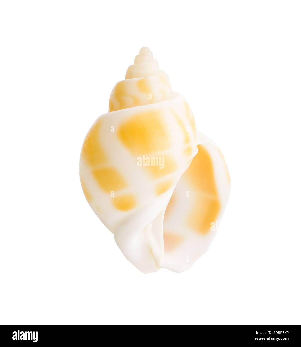 Close-up Marine sea shell isolated on white background Stock Photo - Alamy