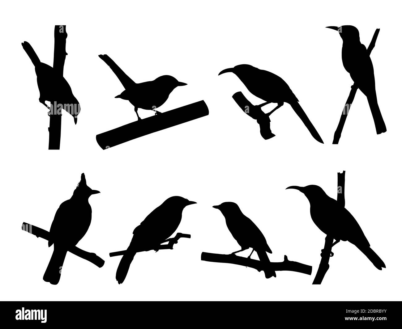 Collection of Bird on tree branch Silhouettes. Vector illustration ...