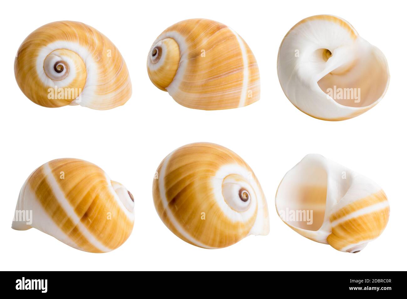 Close-up Marine sea shell isolated on white background Stock Photo - Alamy
