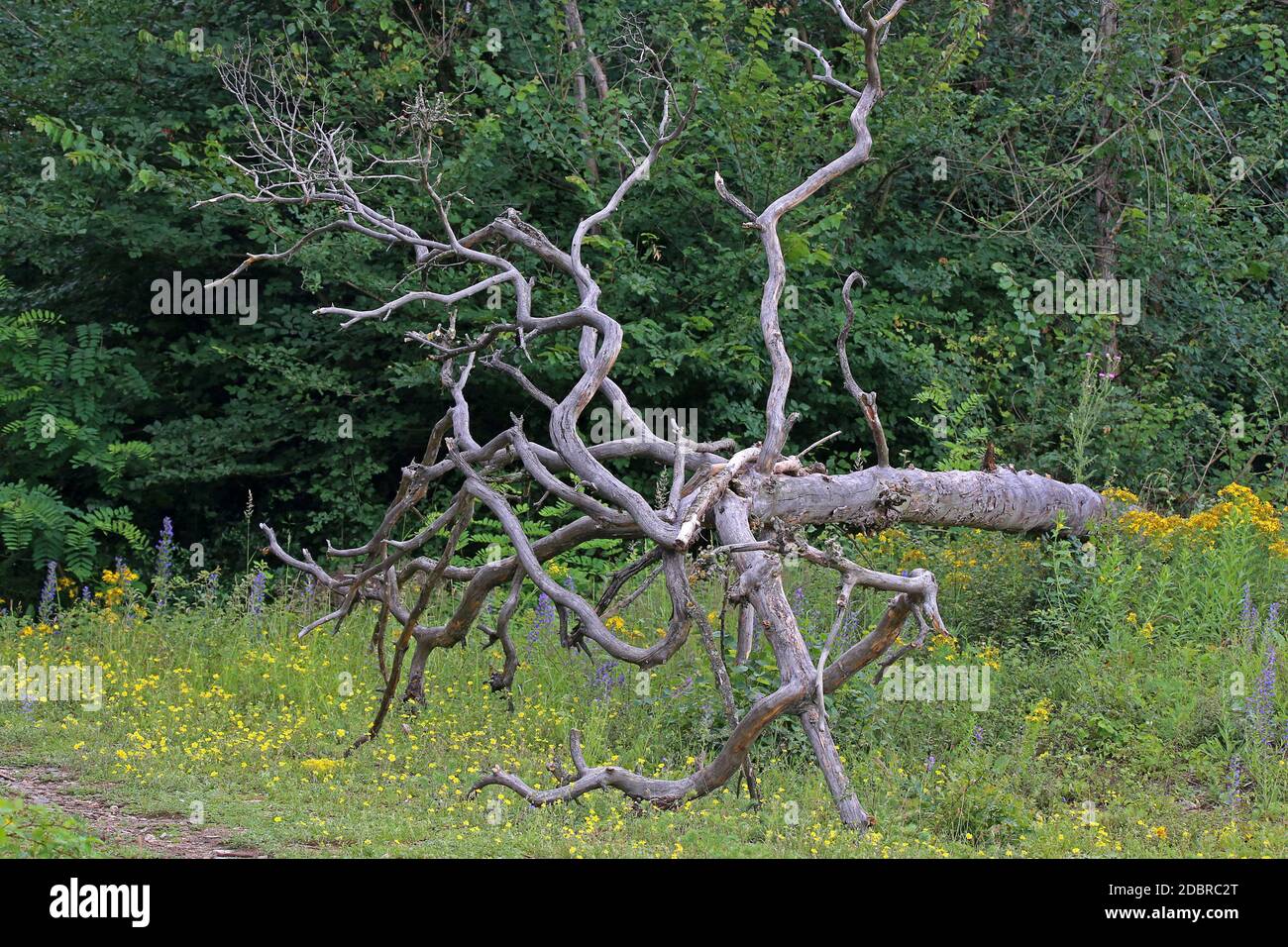 Corpse tree hi-res stock photography and images - Alamy