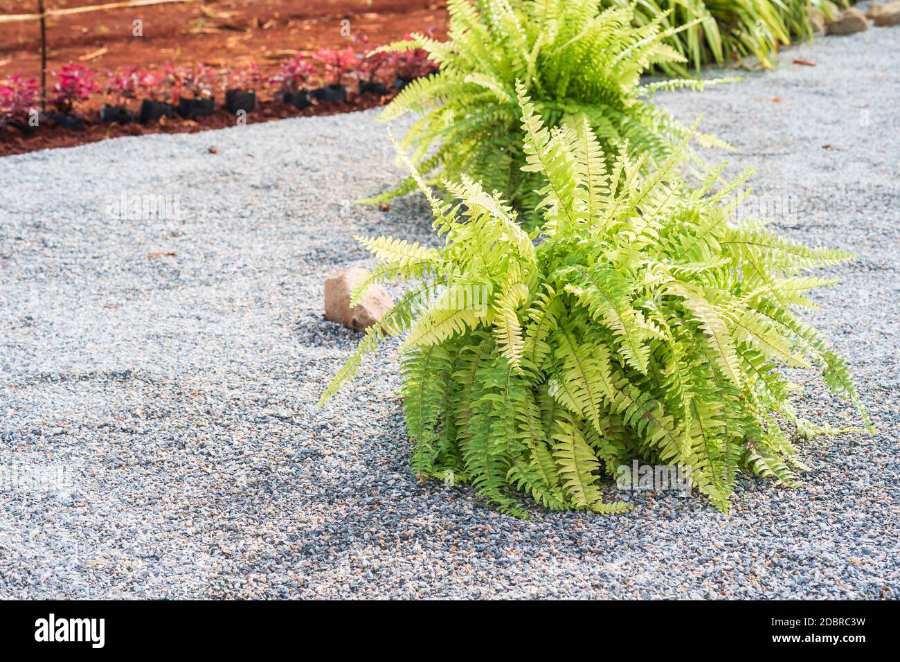 Fern plant on the pebble ground in garden Stock Photo - Alamy