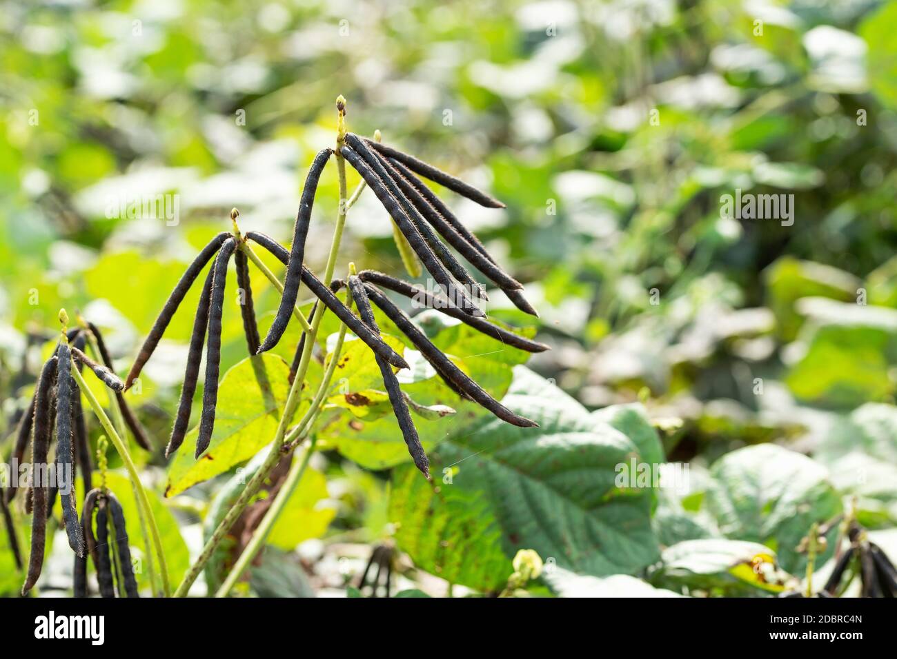 Green Mung bean crop close up in agriculture field ,Mung bean green ...