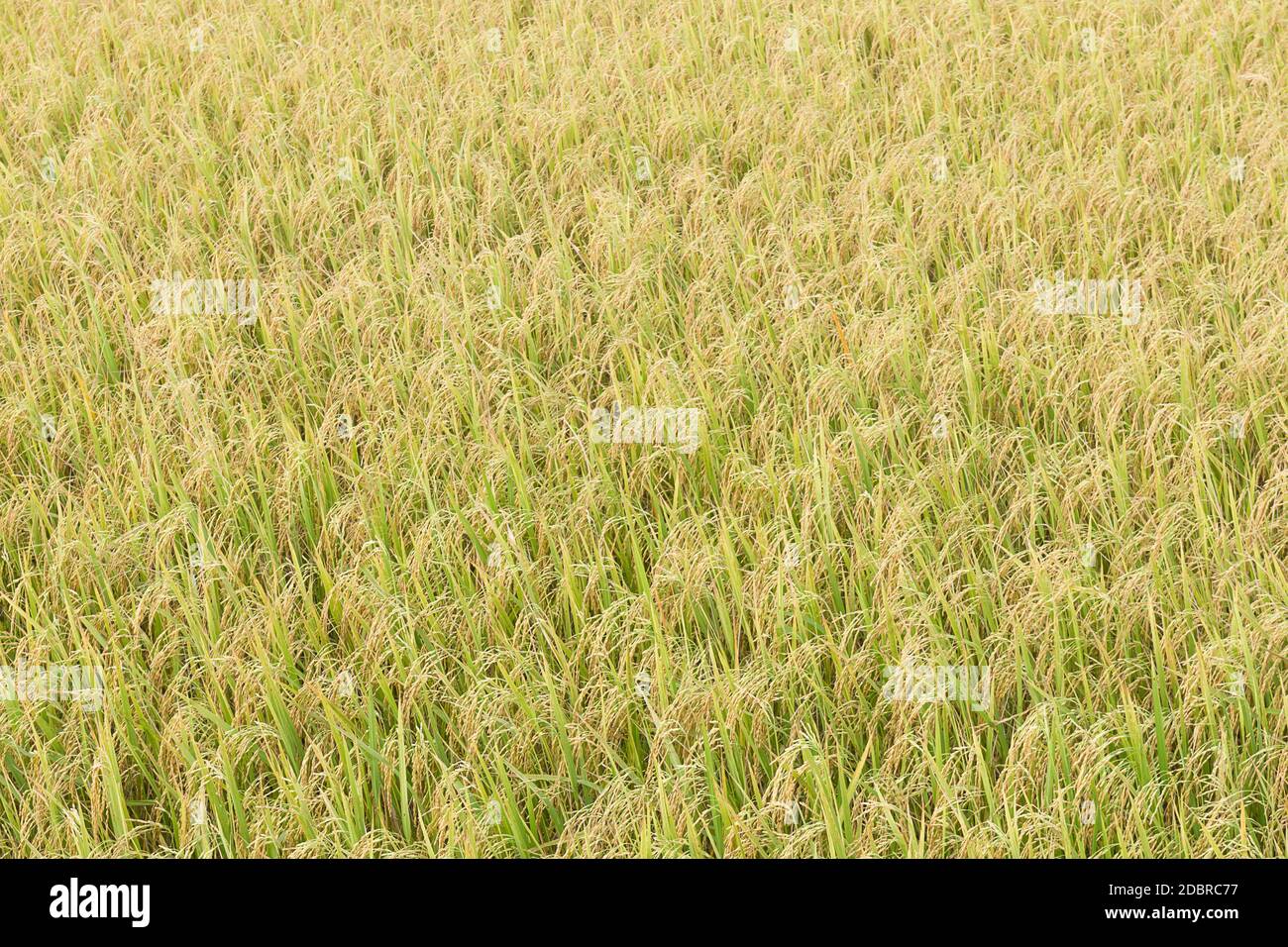 Close up top view rice fields, Rice fields in the tropics Stock Photo ...