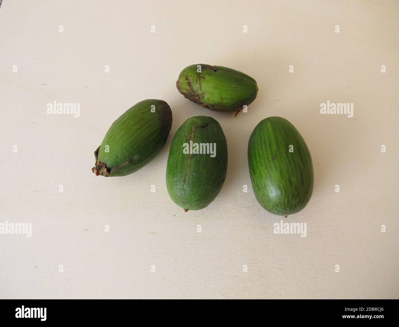 Fruits or seeds of the Japanese torreya, Torreya nucifera Stock Photo ...