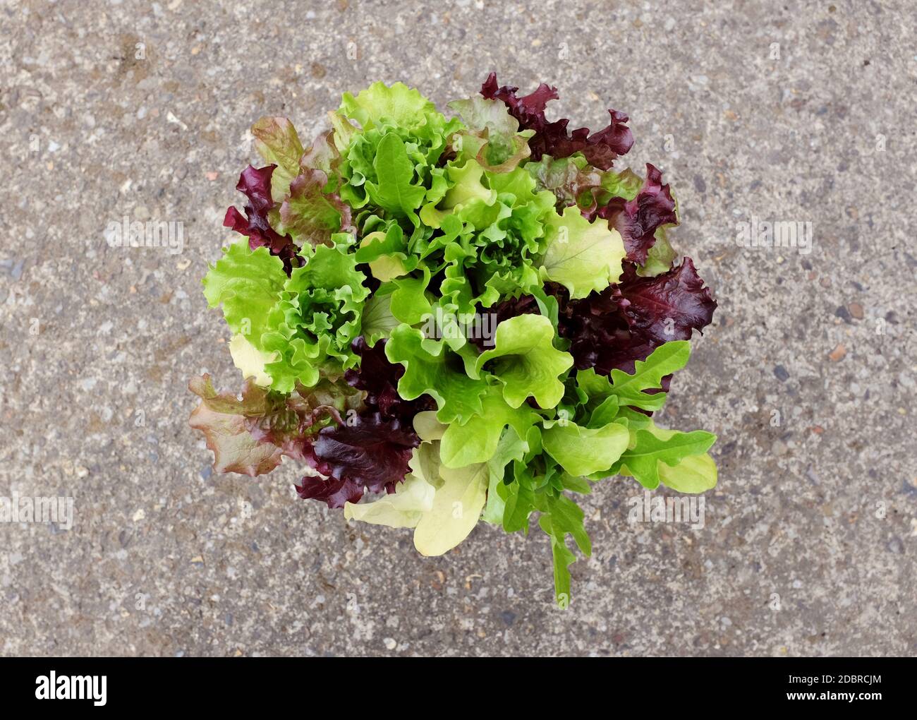 Lush mixed lettuce plants with green and red salad leaves seen from ...