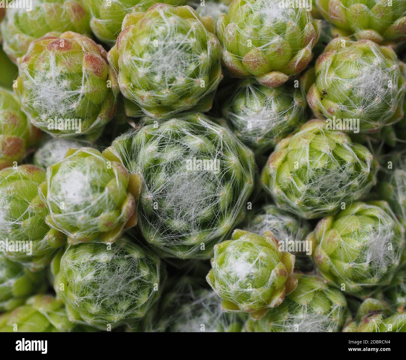Plant with cobweb hi-res stock photography and images - Alamy