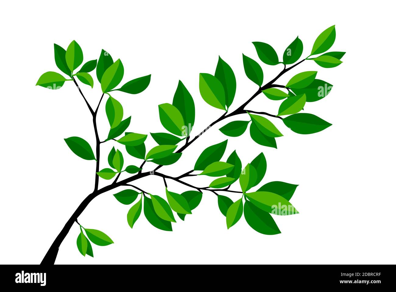 Summer tree branch with fresh green leaves. Vector illustration Stock ...