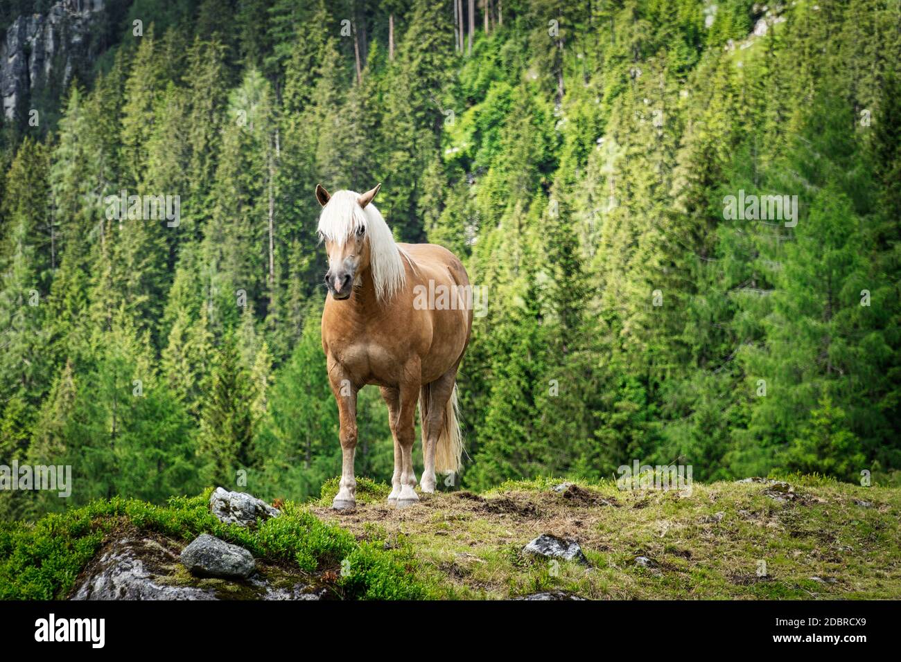 Haflinger Mountain Horse, breed of horse developed in Austria Stock ...