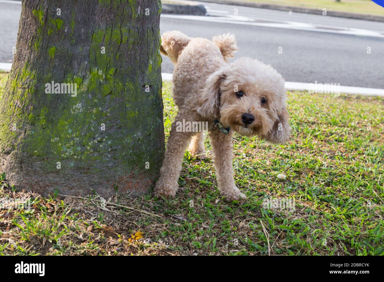 Male poodle urinating pee on tree trunk to mark territory Stock Photo ...