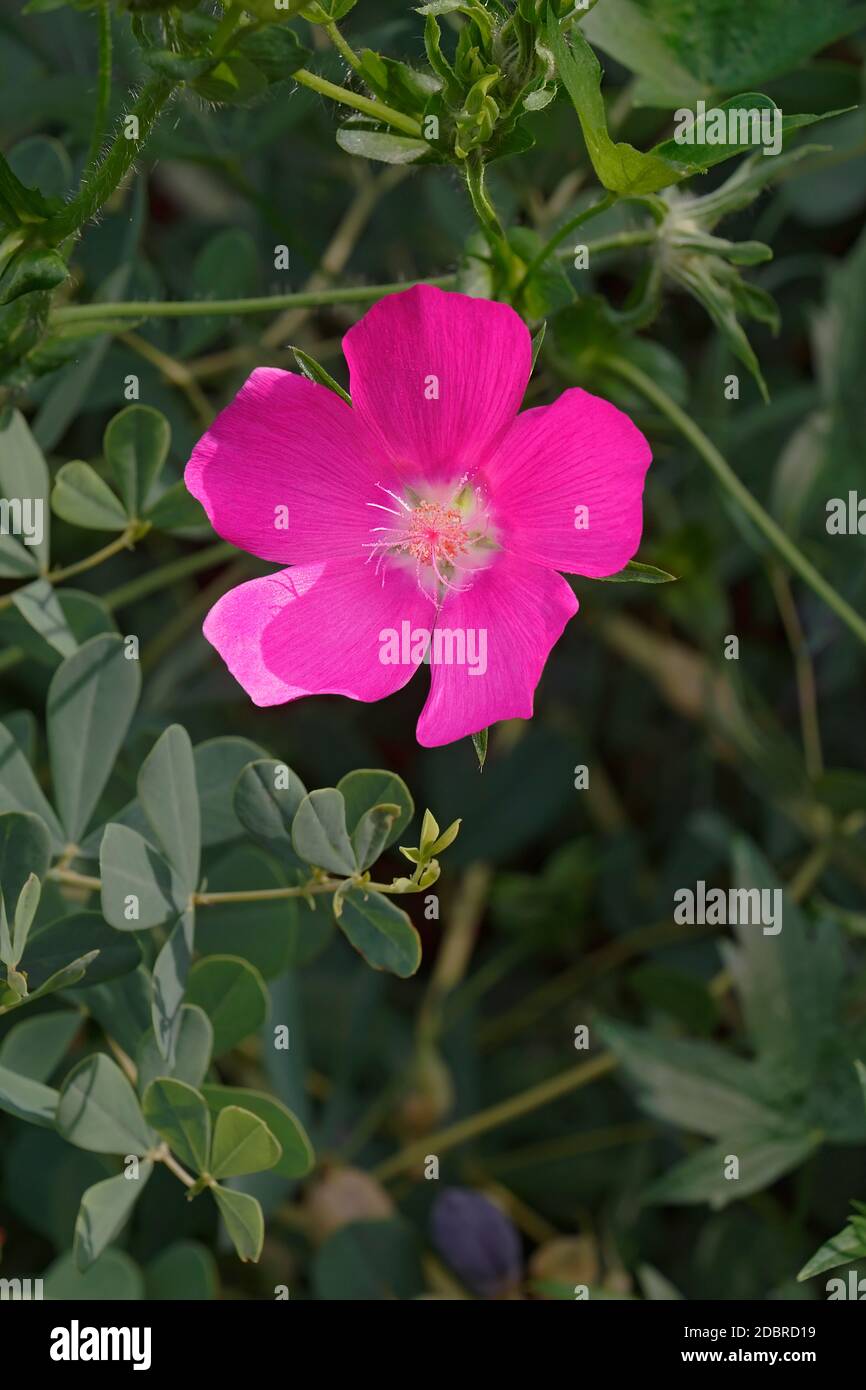 Bush's poppy mallow (Callirhoe bushii Stock Photo - Alamy