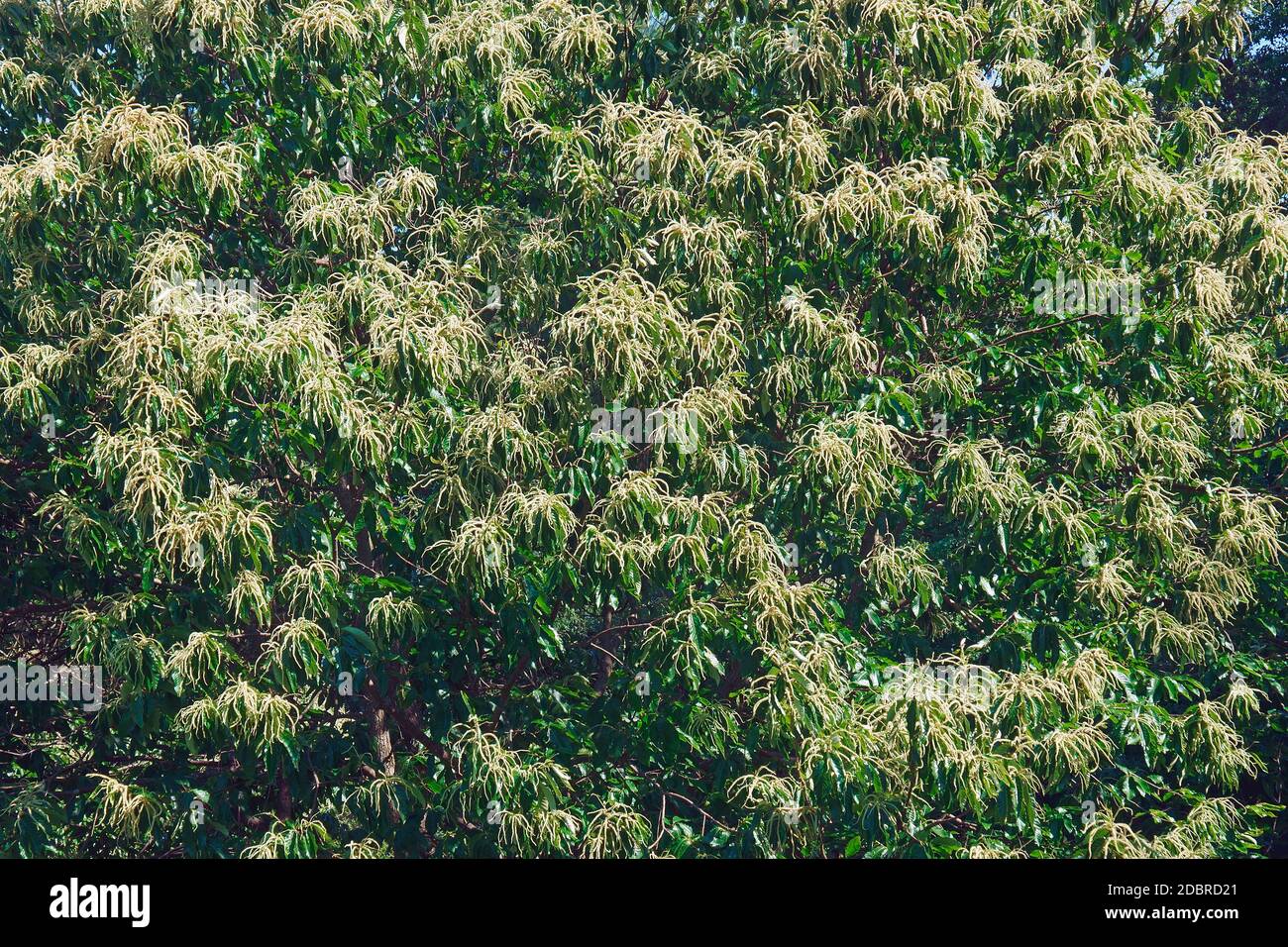 American chestnut hi-res stock photography and images - Alamy