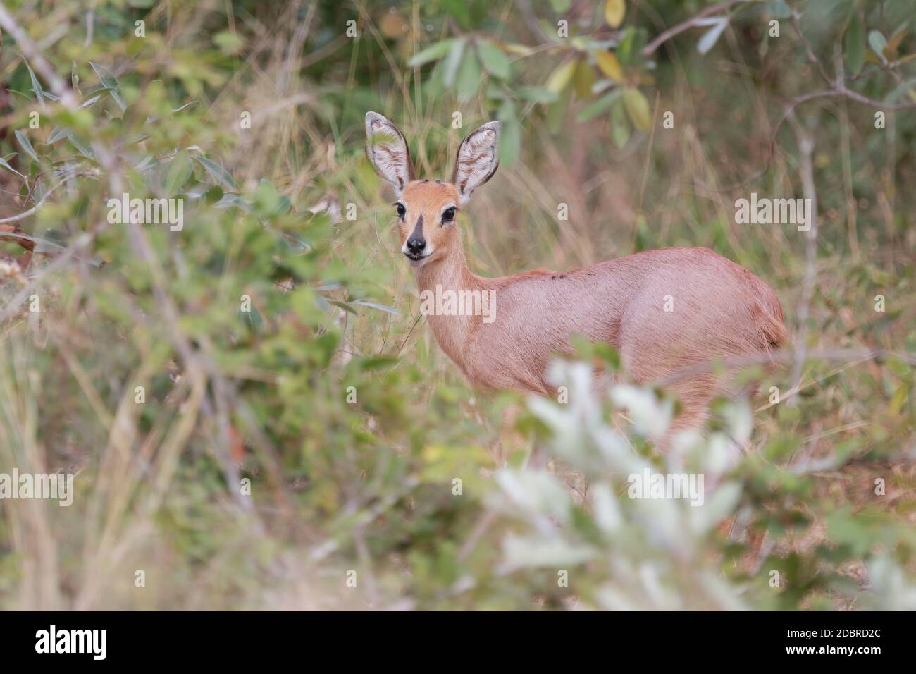 African steenboks hi-res stock photography and images - Alamy