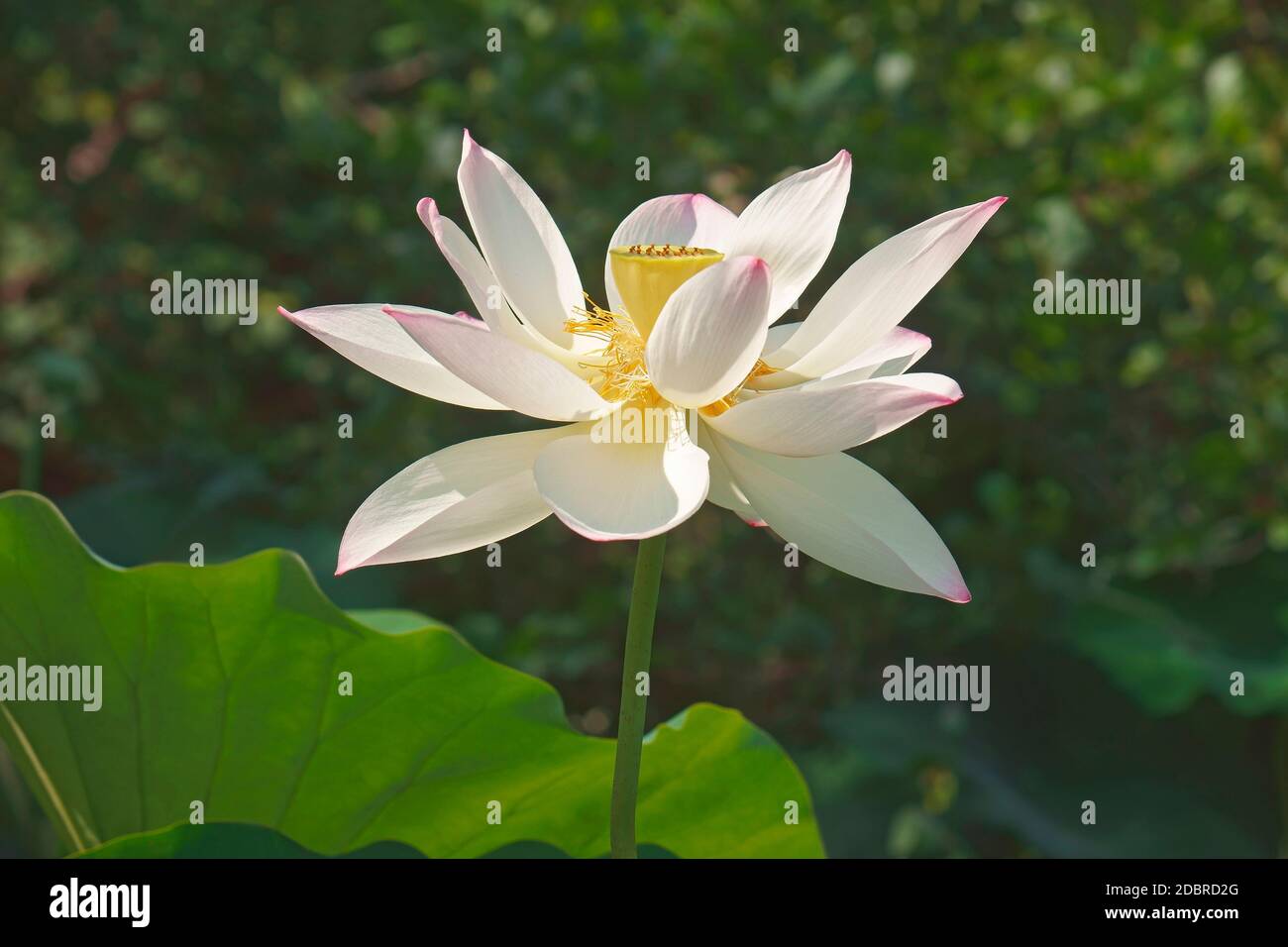 Sacred lotus (Nelumbo nucifera). Known also as Indian Lotus, Bean of ...
