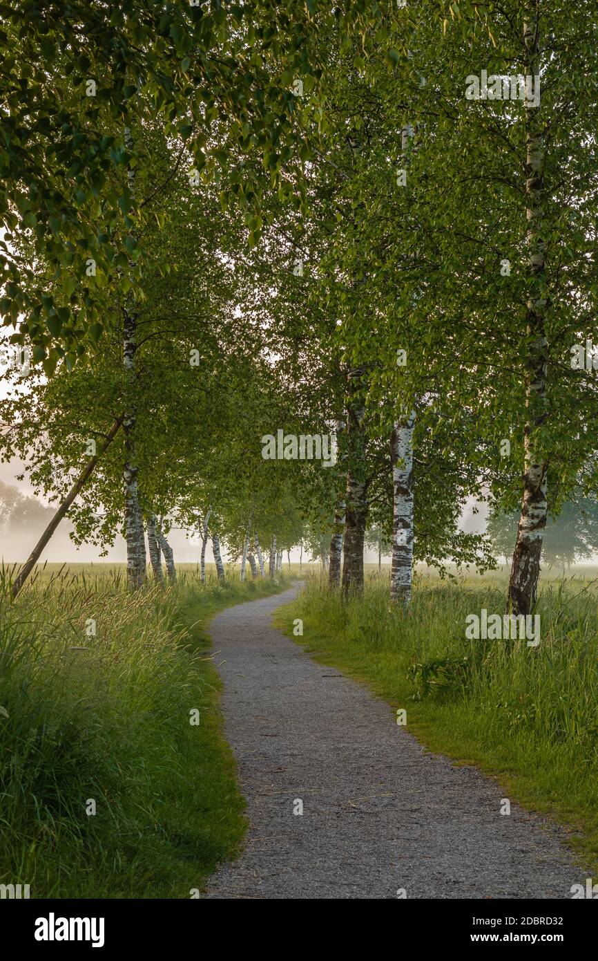 Alley of birch trees at lake Kochelsee, Bavaria, Germany Stock Photo ...