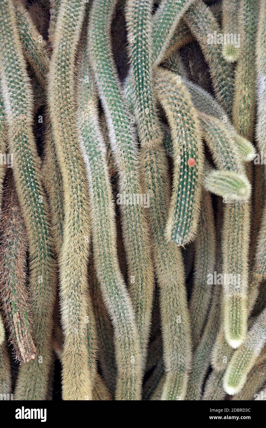 Golden rat tail (Cleistocactus winteri Stock Photo - Alamy