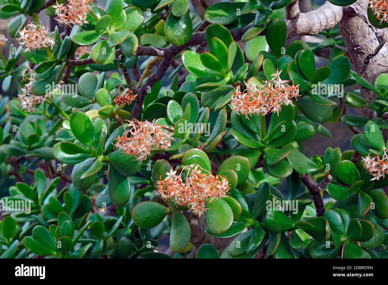 Friendship tree lucky plant hi-res stock photography and images - Alamy