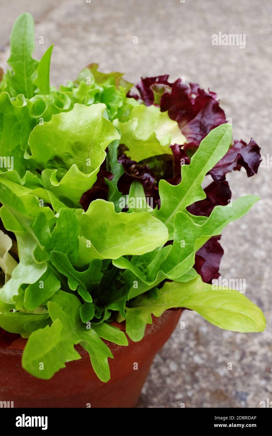 Mixed lettuce varieties hi-res stock photography and images - Alamy