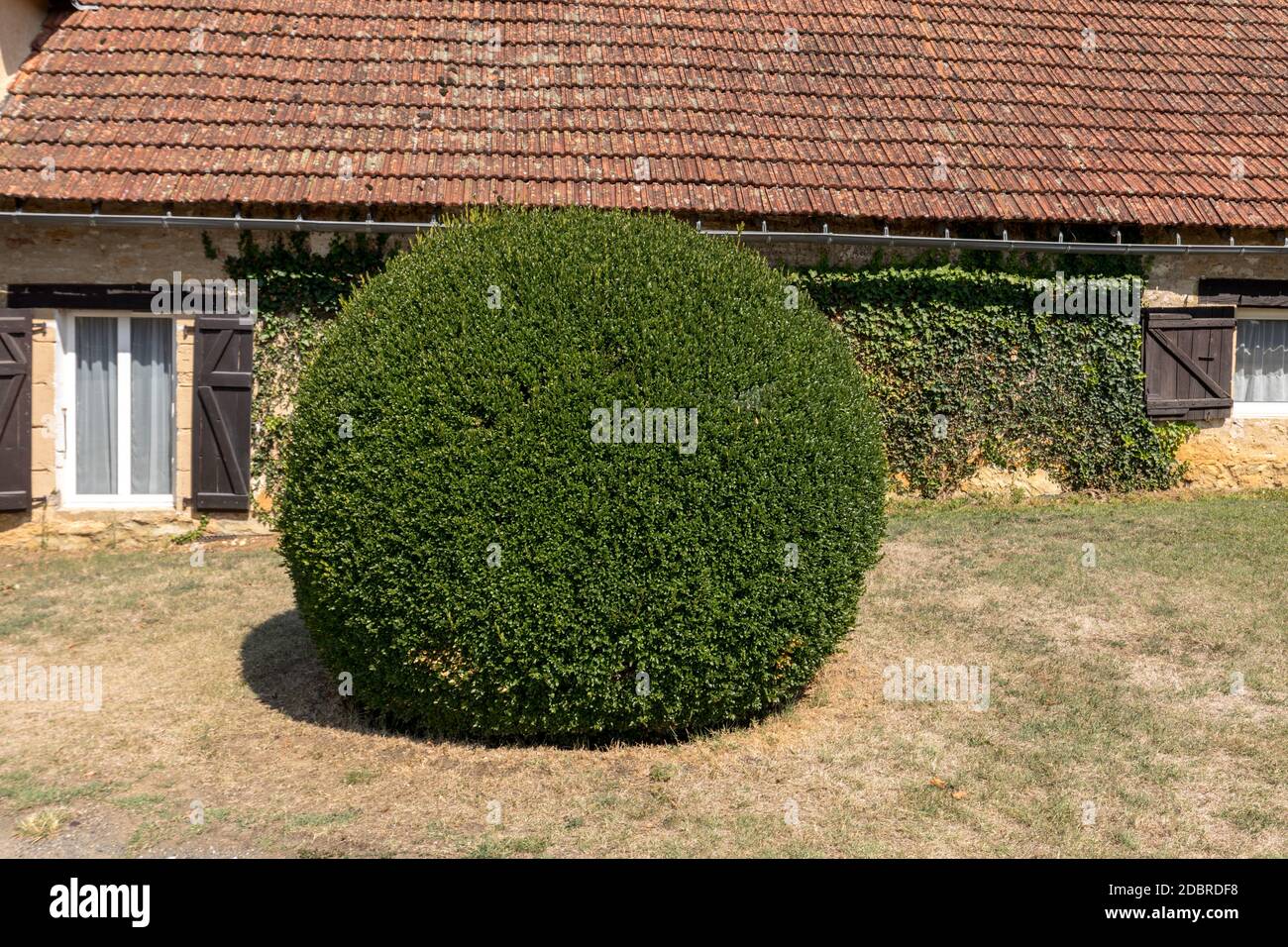 Manicured garden shrubs. Green garden balls in France Stock Photo - Alamy