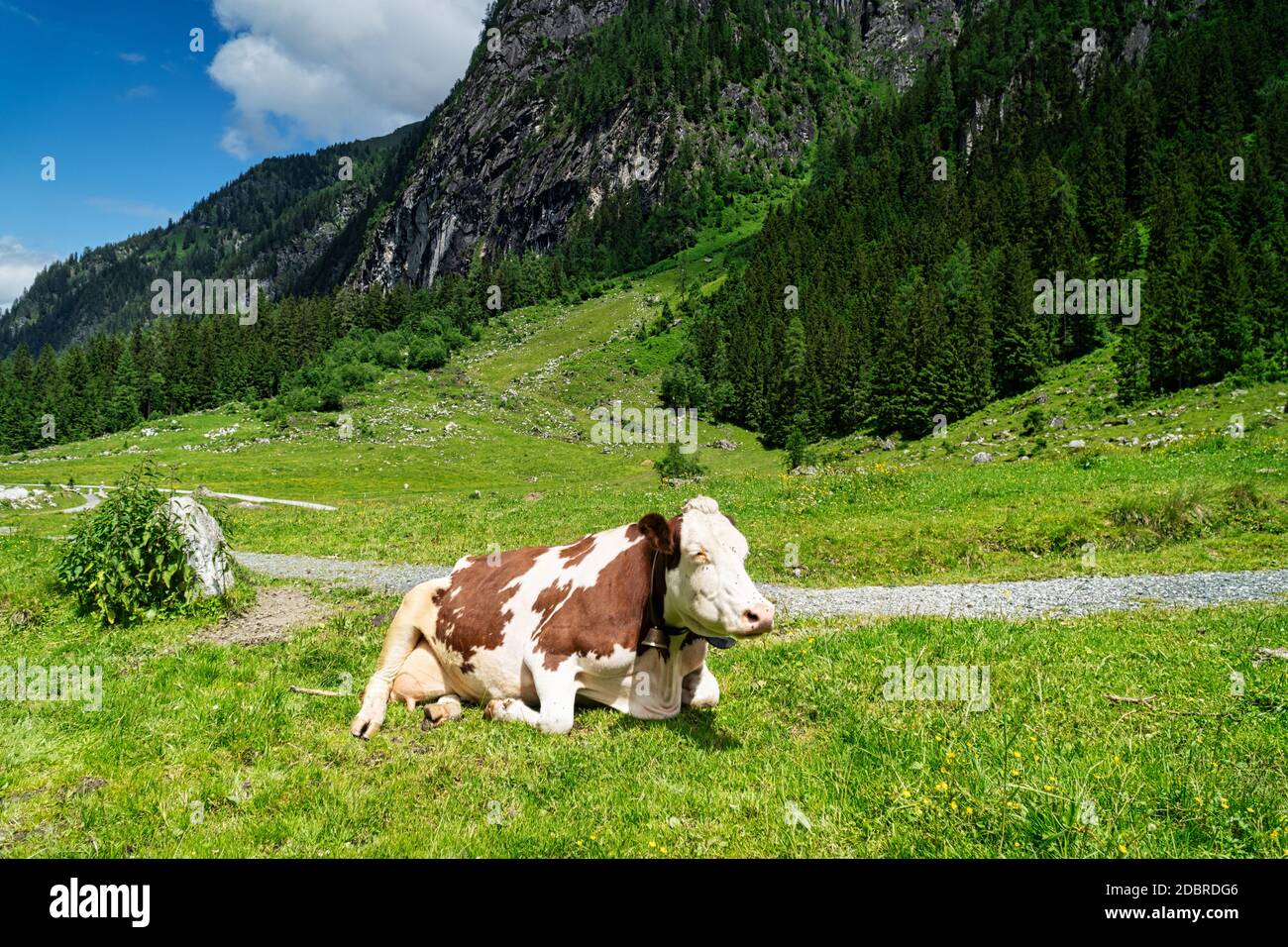 Pinzgau Cattle High Resolution Stock Photography and Images - Alamy
