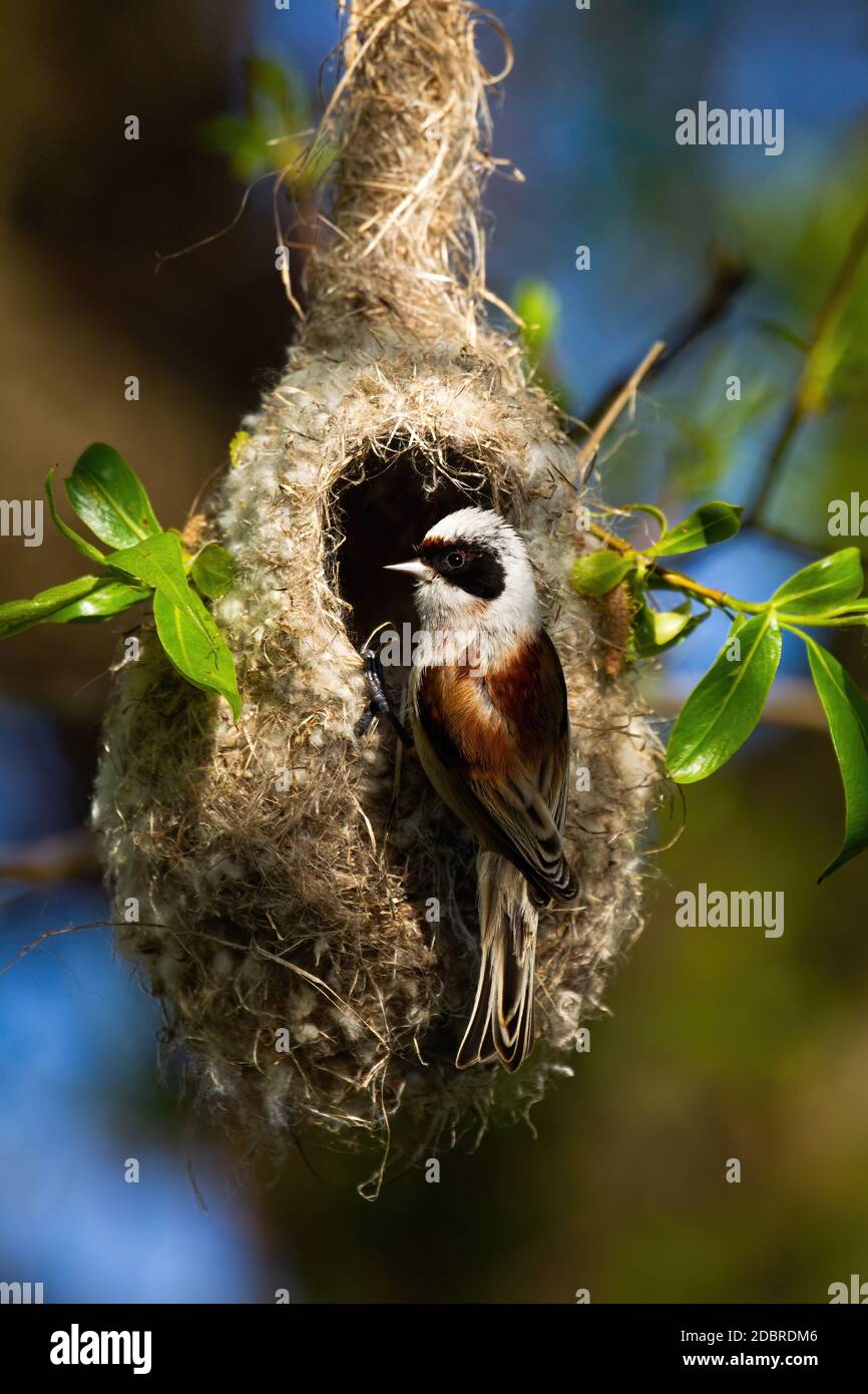eurasian penduline tit, remiz pendulinus, sitting on hanging nest in ...