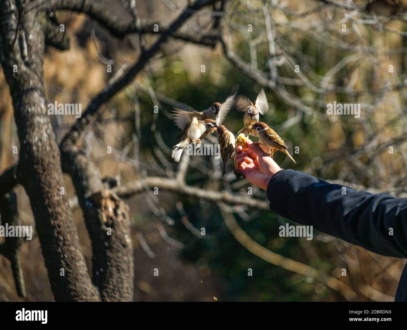 Feeding of the sparrow. Shooting Location: Tokyo metropolitan area ...