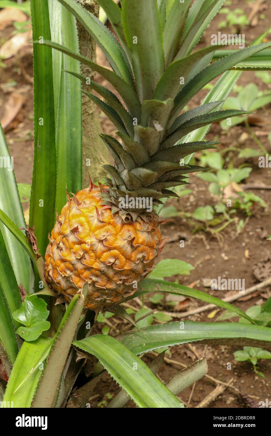 Fresh pineapple sliced in half hi-res stock photography and images - Alamy
