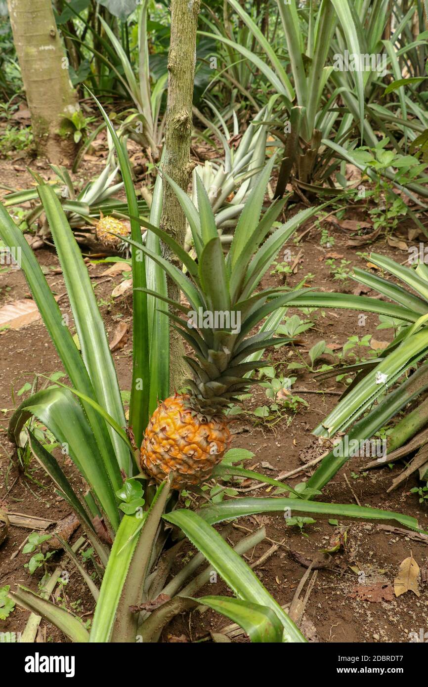 Young pineapple ripens in tropical jungle on Bali island. Pineapple ...