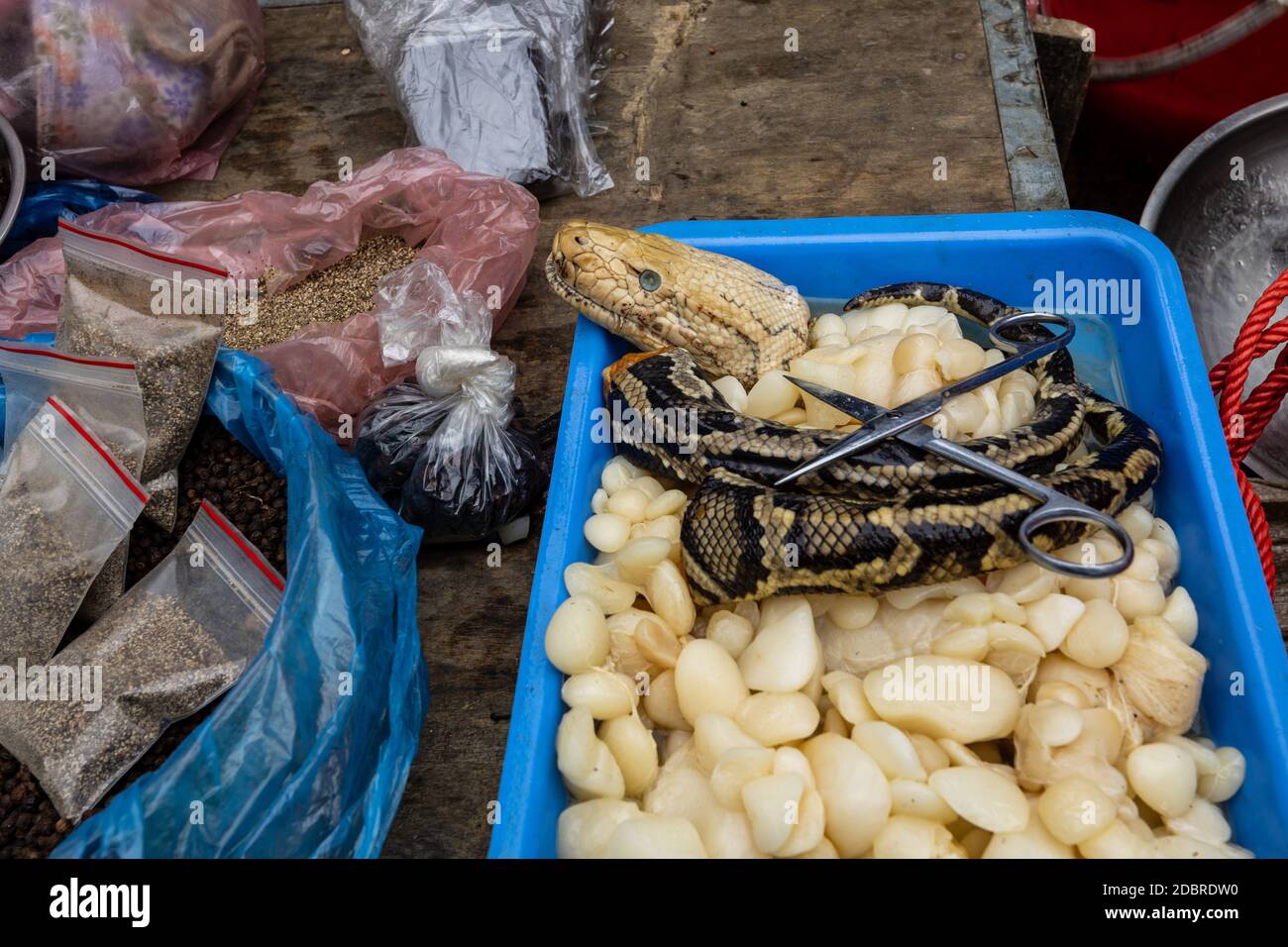 Vietnam snake hi-res stock photography and images - Alamy