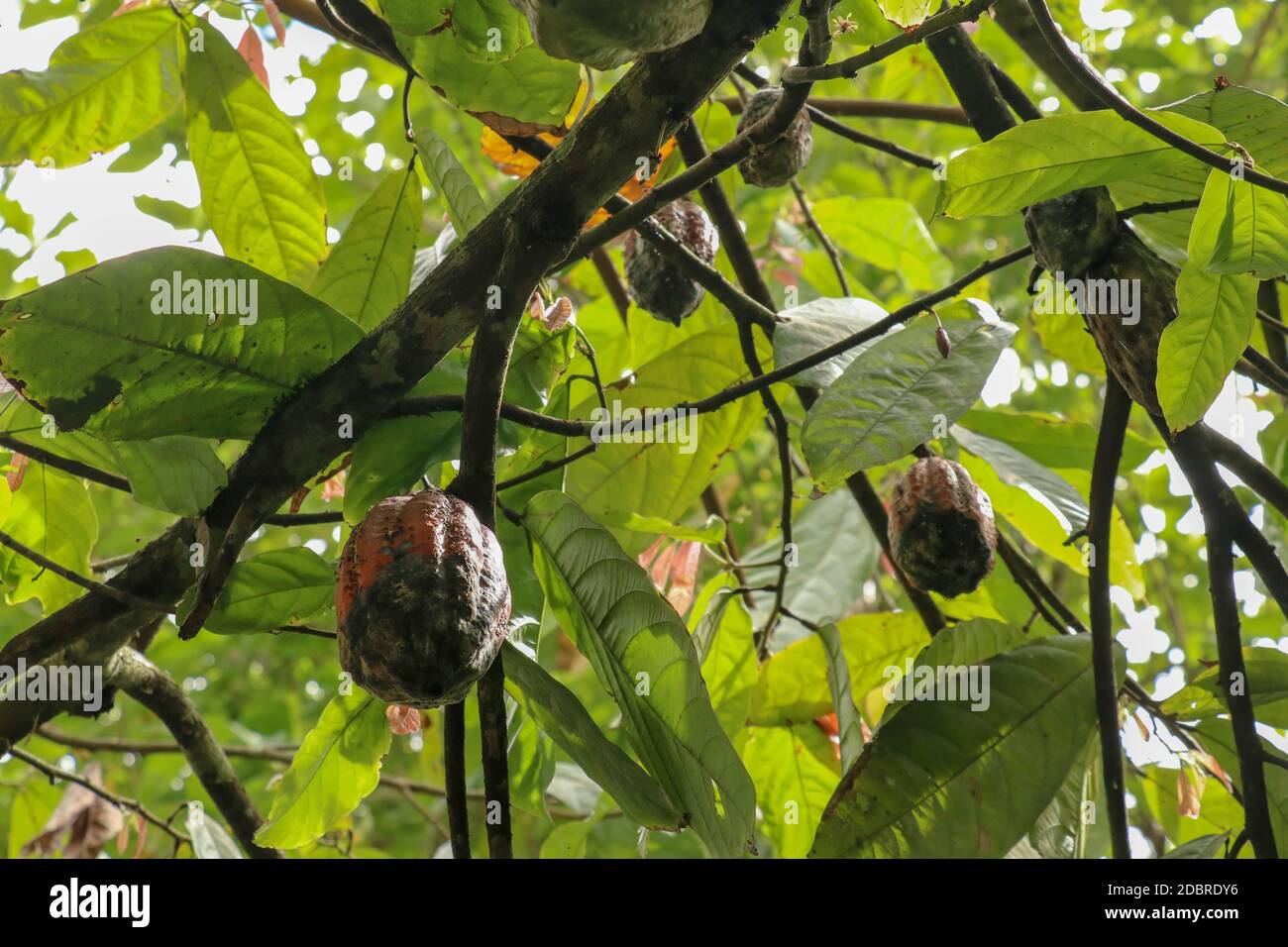 The cocoa tree with fruits. Brown Cocoa pods grow on the tree, Cacao ...