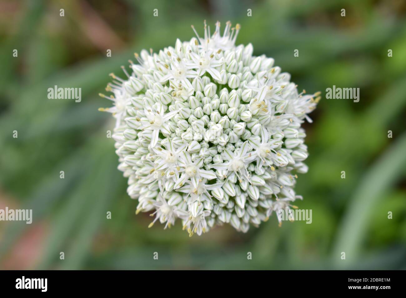 Garlic flora hi-res stock photography and images - Alamy